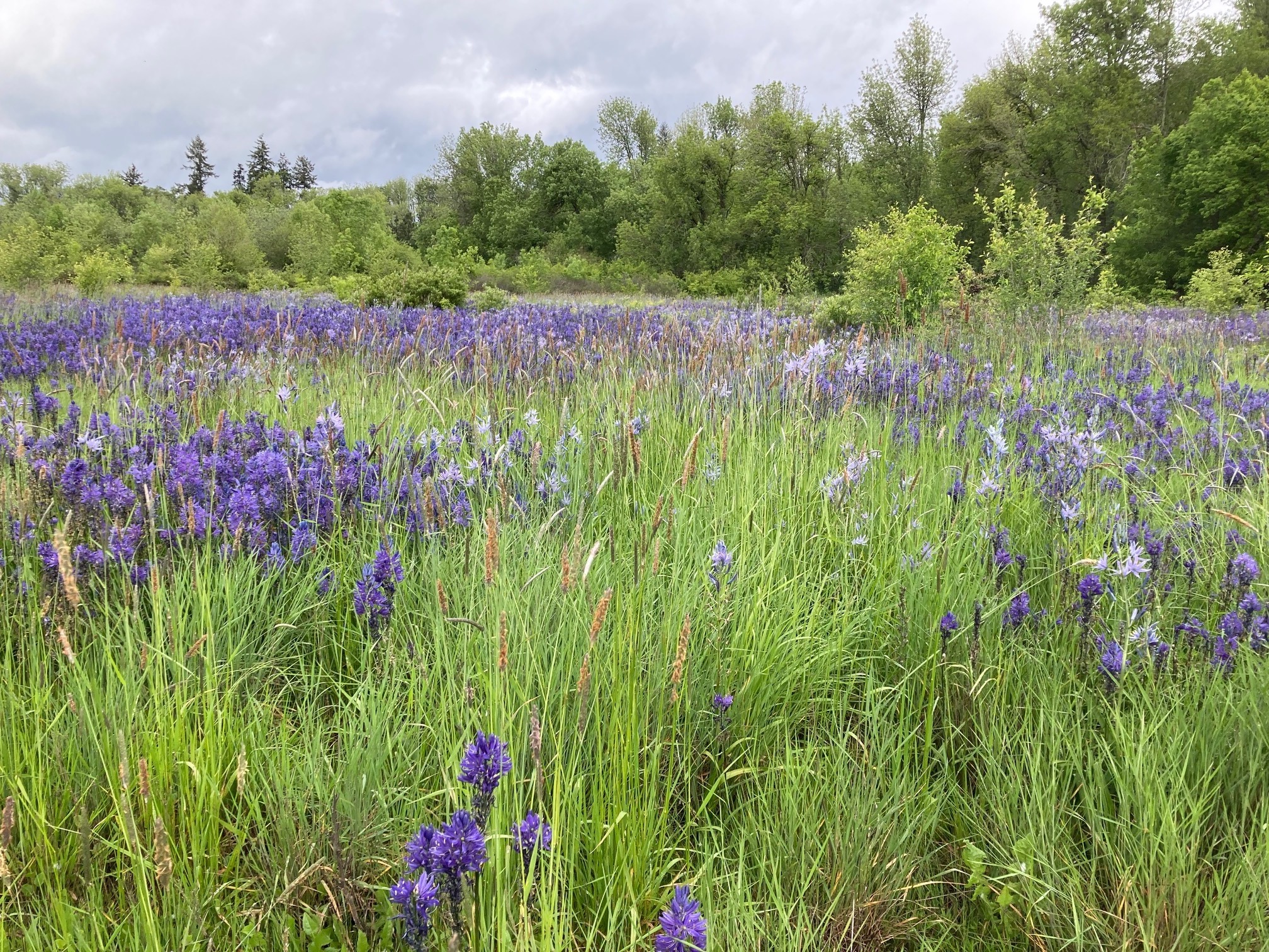 Indigenous Traditional Ecological & Cultural Knowledge (ITECK ...