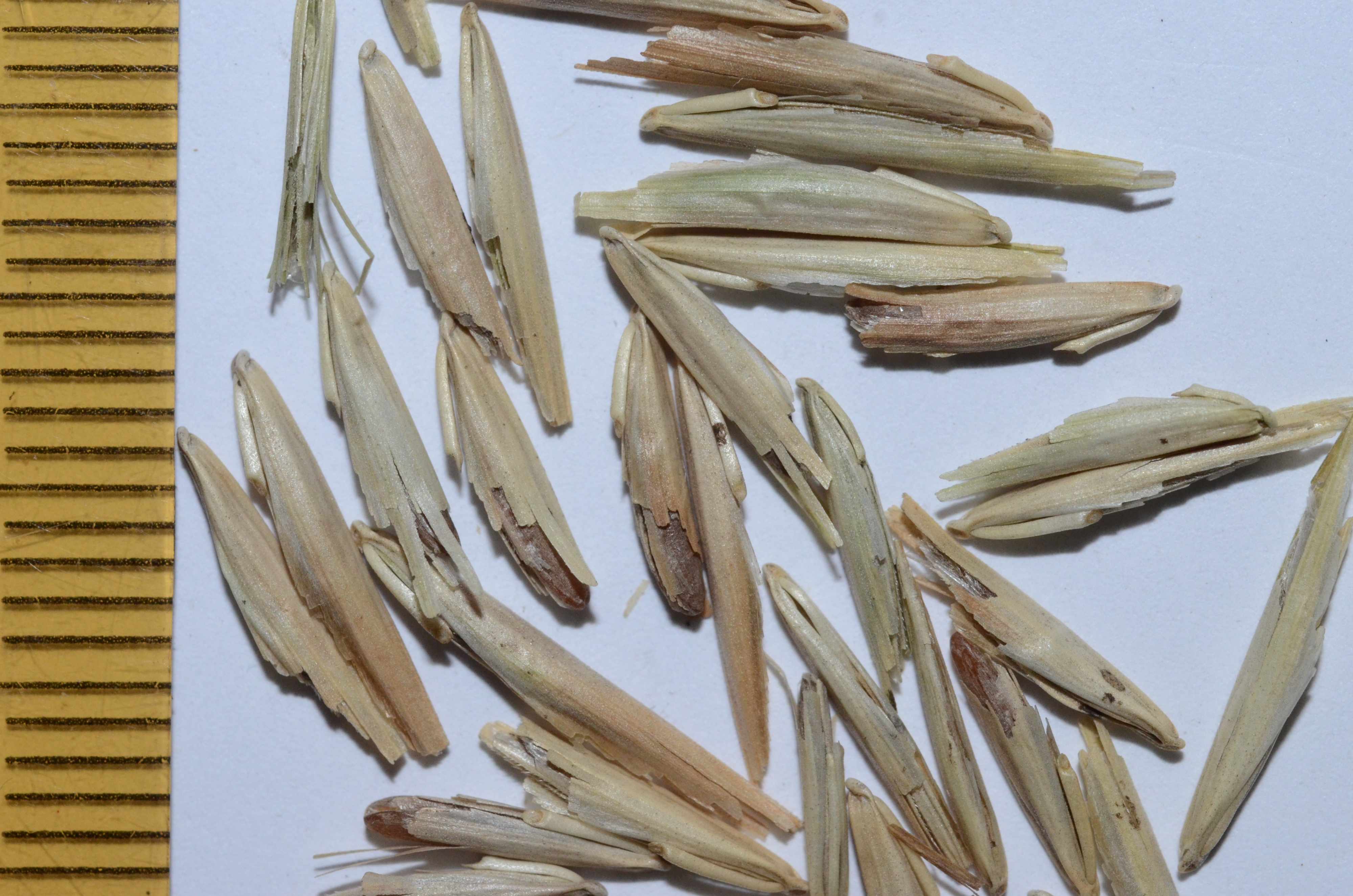 Bromus Inermis Seed