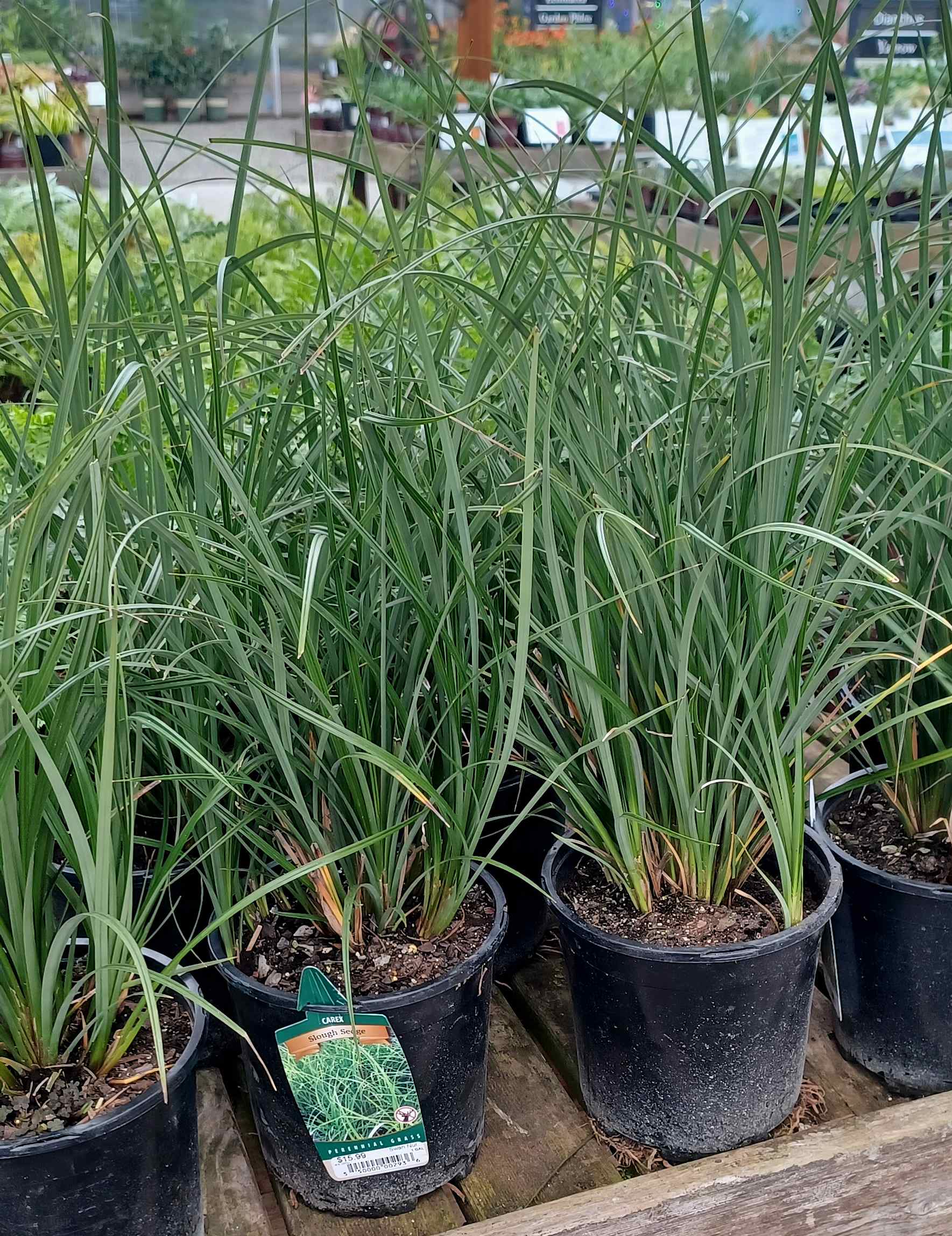 Carex Obnupta