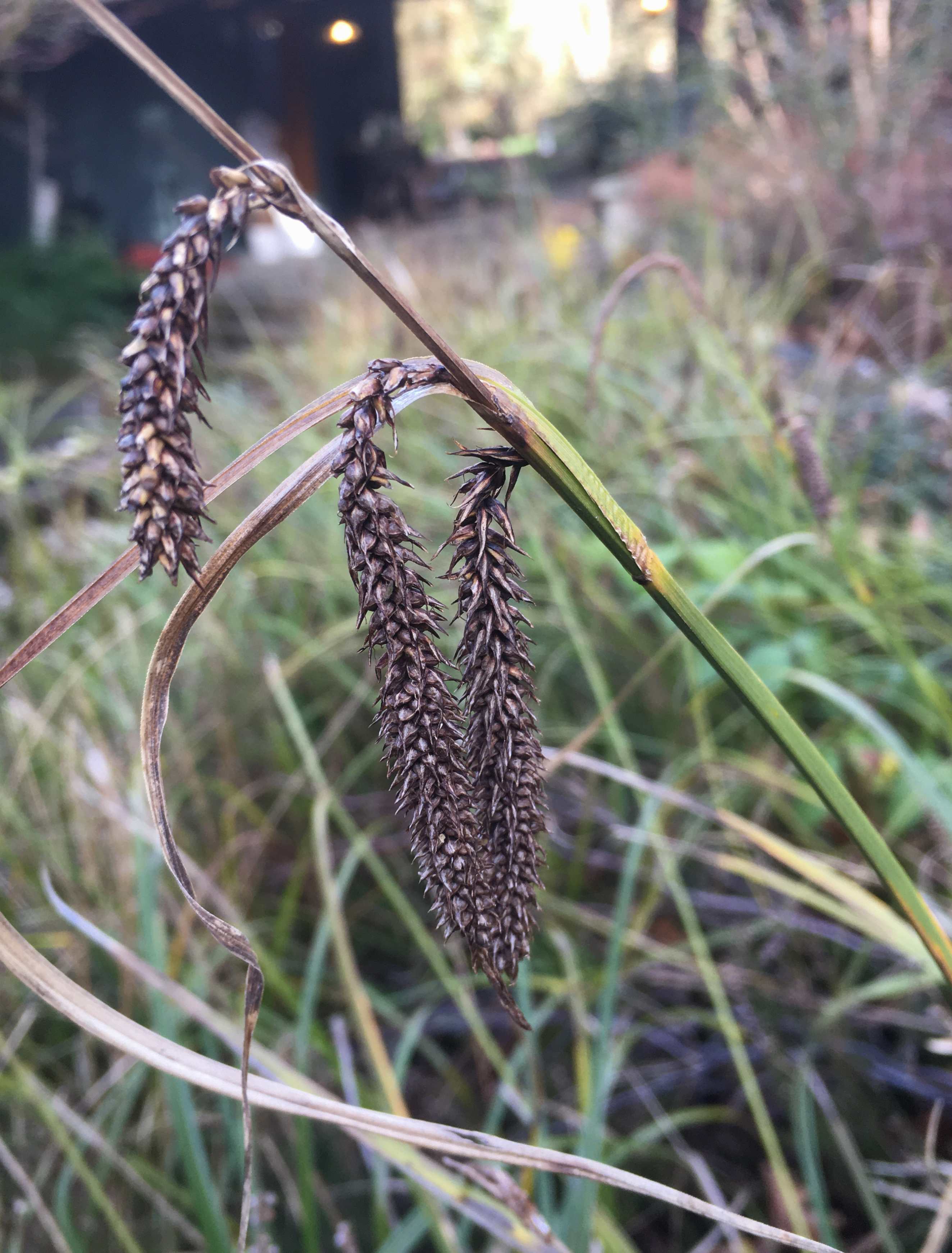 Carex Obnupta