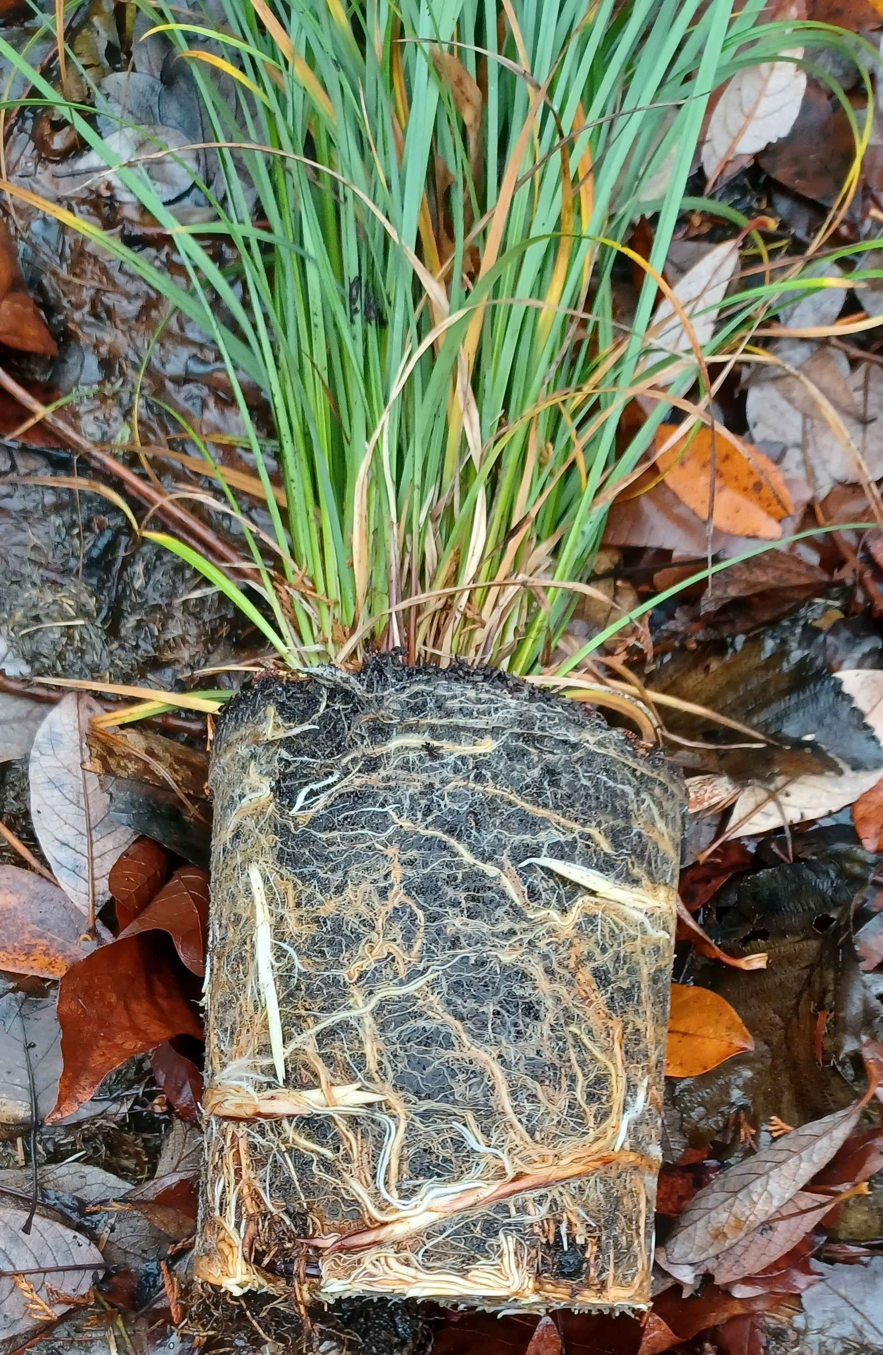 Carex Obnupta Carex Obnupta
