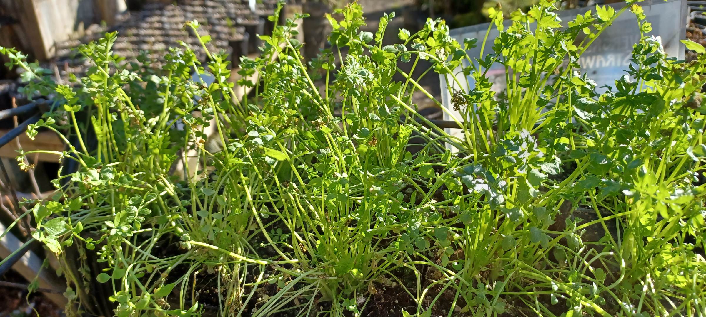 Limnanthes Douglasii