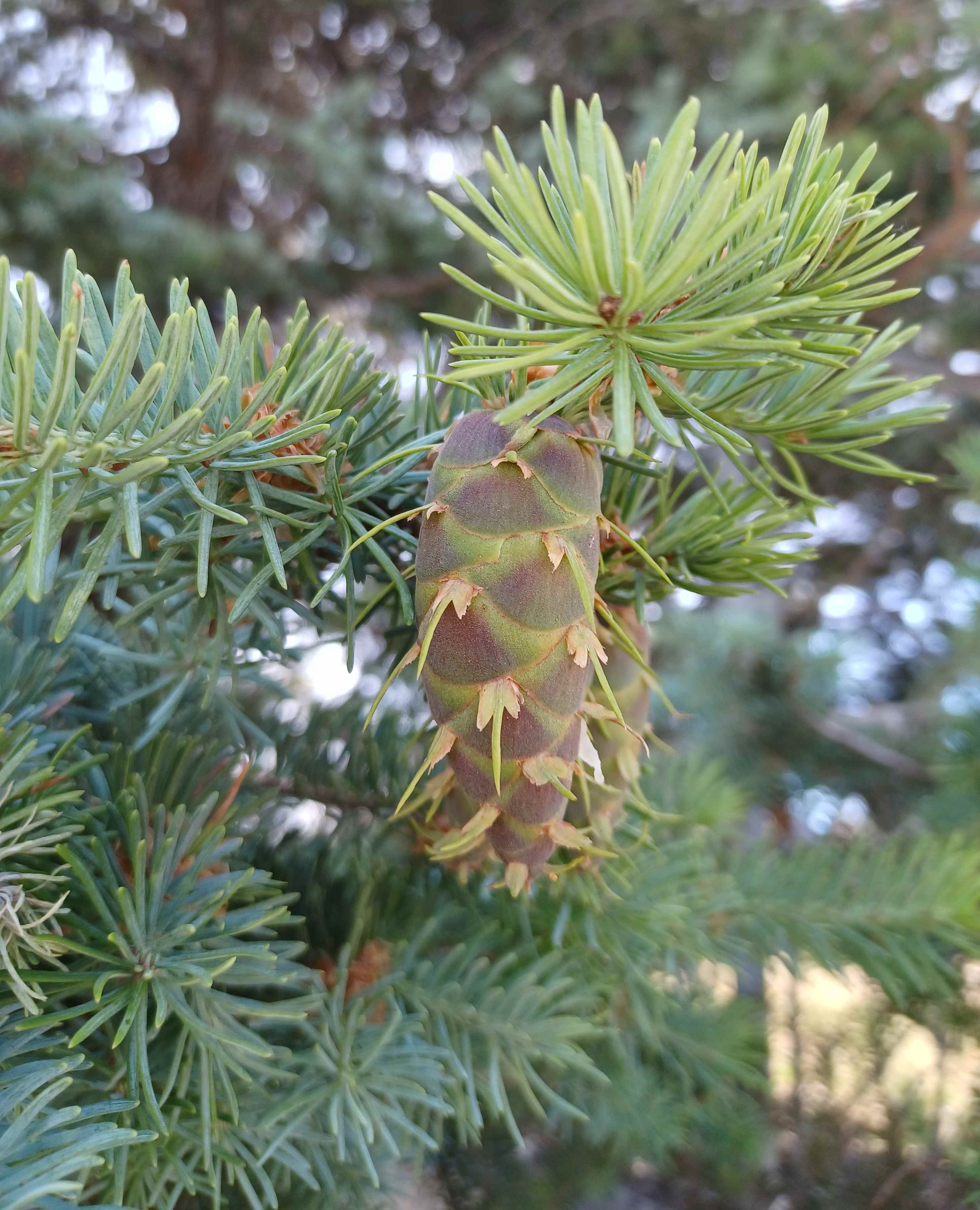 Pseudotsuga Menziesii