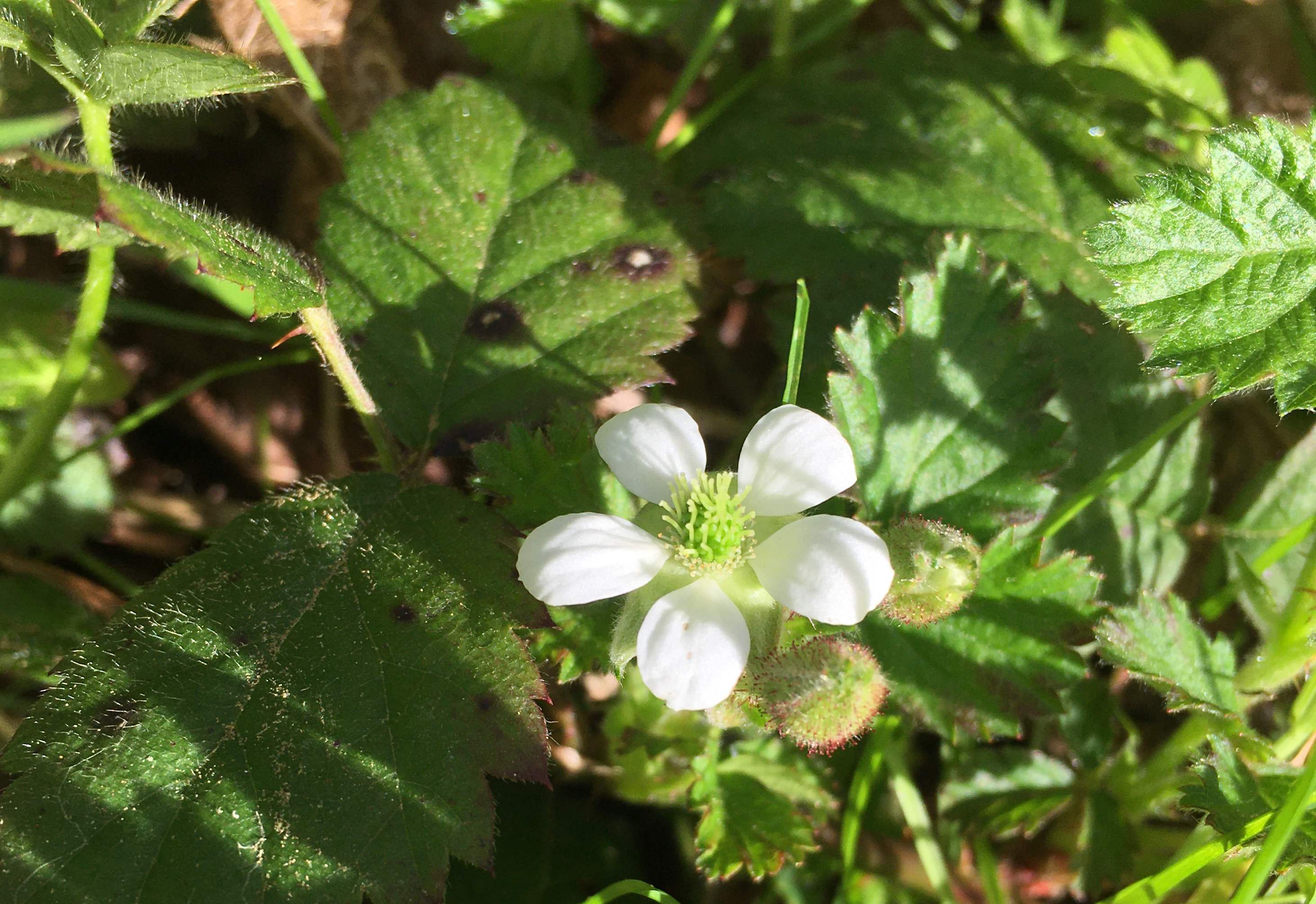 Rubus Ursinus